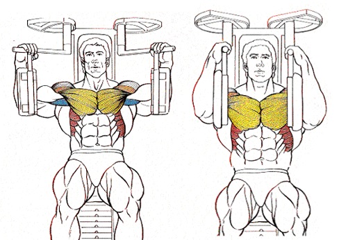 Guía para hacer tu rutina básica de pecho - MIGUELWORKFIT