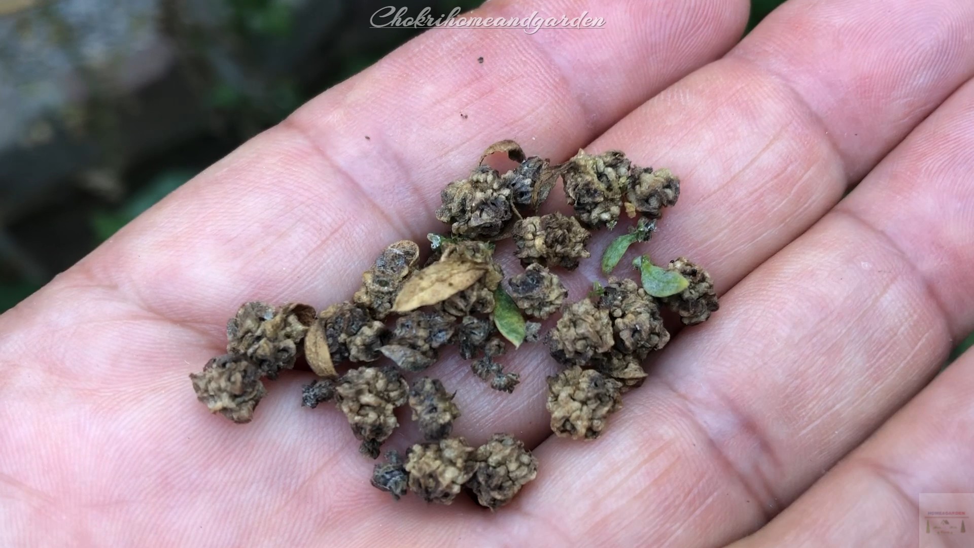 How to Collect Swiss Chard Seeds