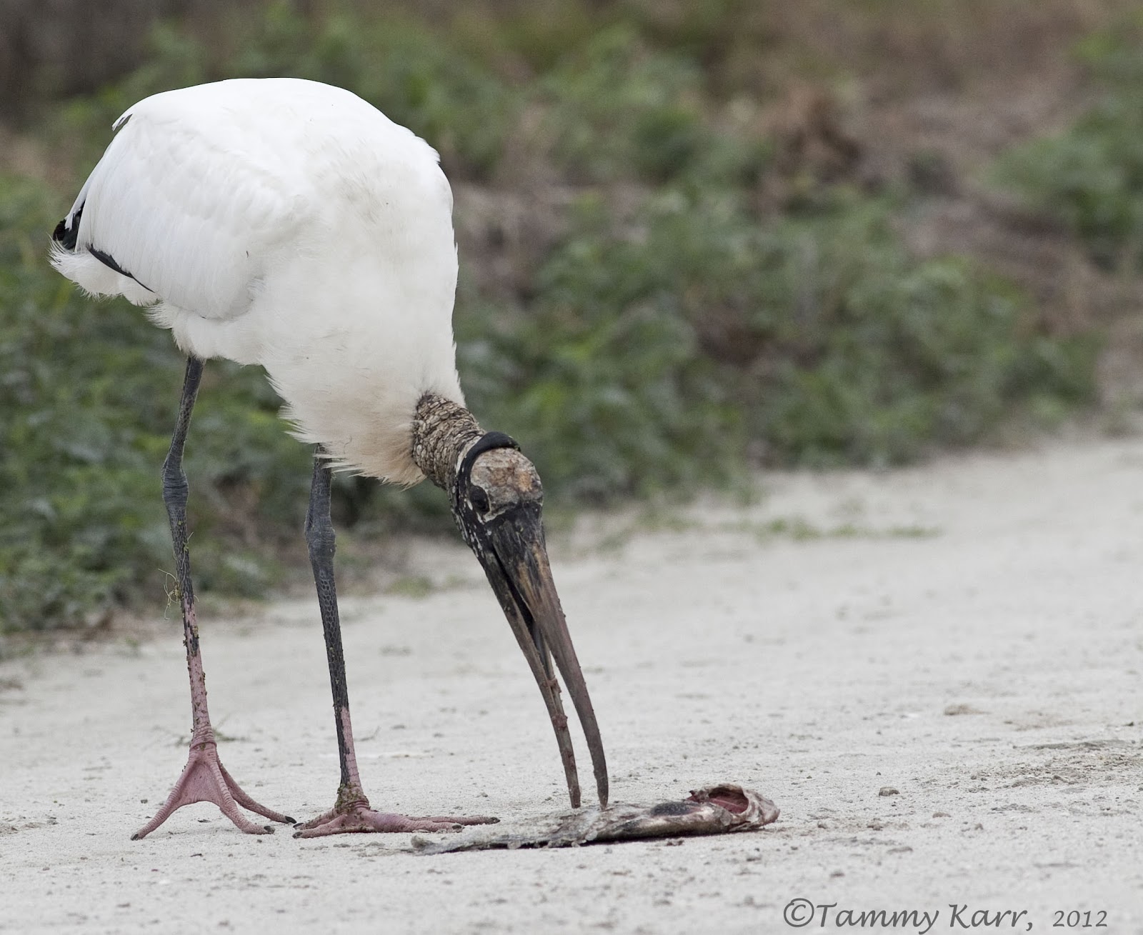 i heart florida birds: MIT & the Click Ponds 12/13/12