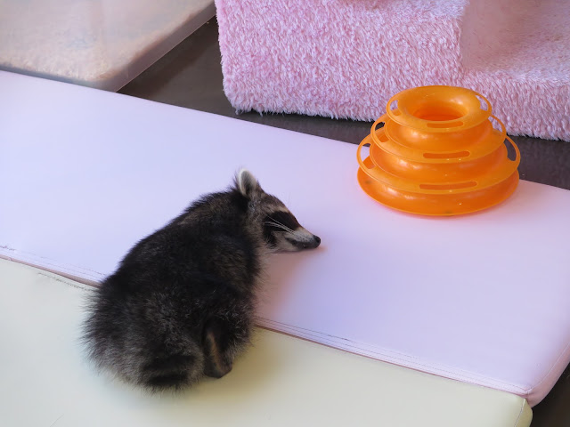 Day 1: Meerkat Cafe in Hongdae - Seoul, South Korea - chichicho~