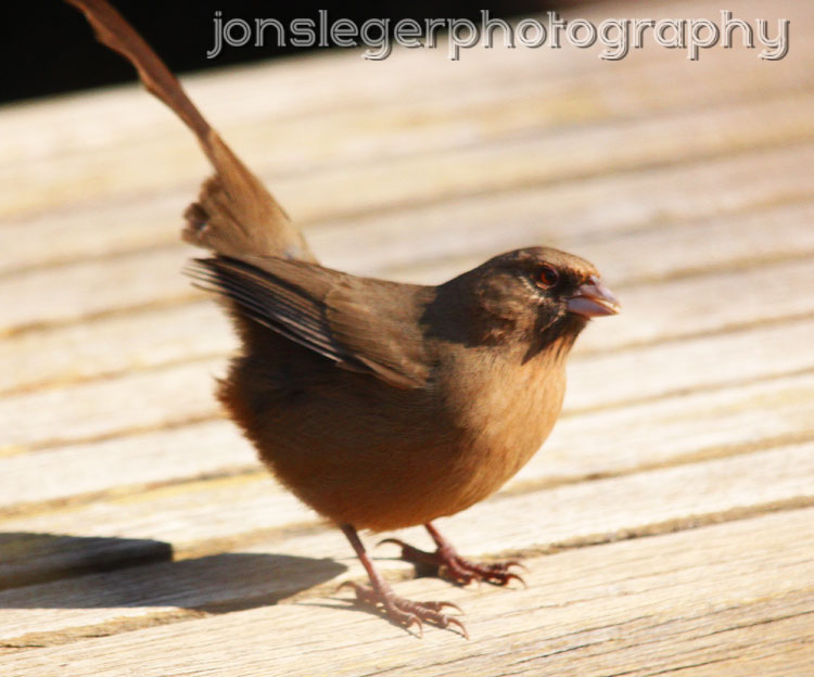 Northern Illinois Birder: Abert's Towhee at the Arizona Botanical Gardens