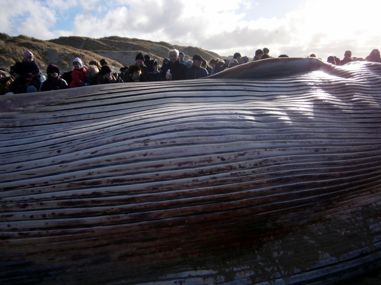 Gestrandeter Wal in Blokhus am Strand...