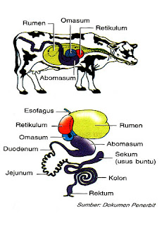 Ringkasan Materi SMA: Sistem Pencernaan Makanan