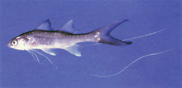 Artes de Pesca: ACTINOPTERYGII.