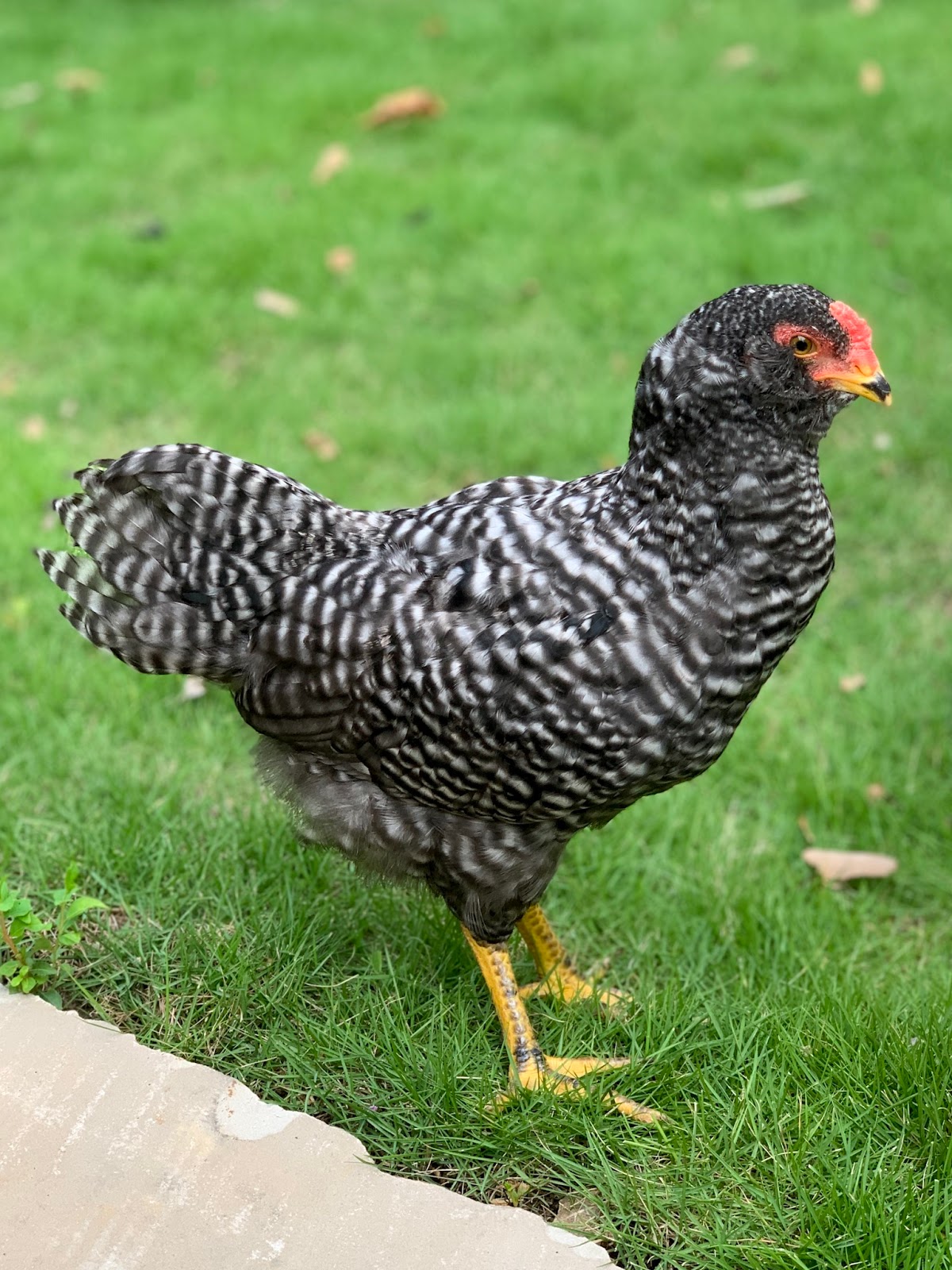 White Easter Egger Chickens