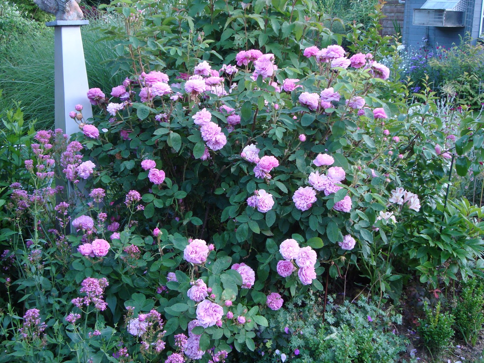 Passionnément jardin: Une rose, un rosier...Salet