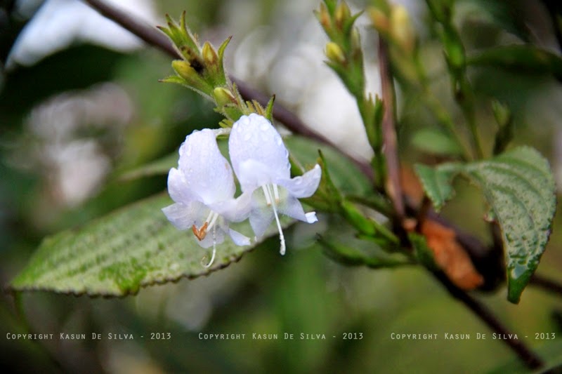 Sri Lankan Travelogue : Mesmerized by Millions of Petals - Nelu Blossom ...