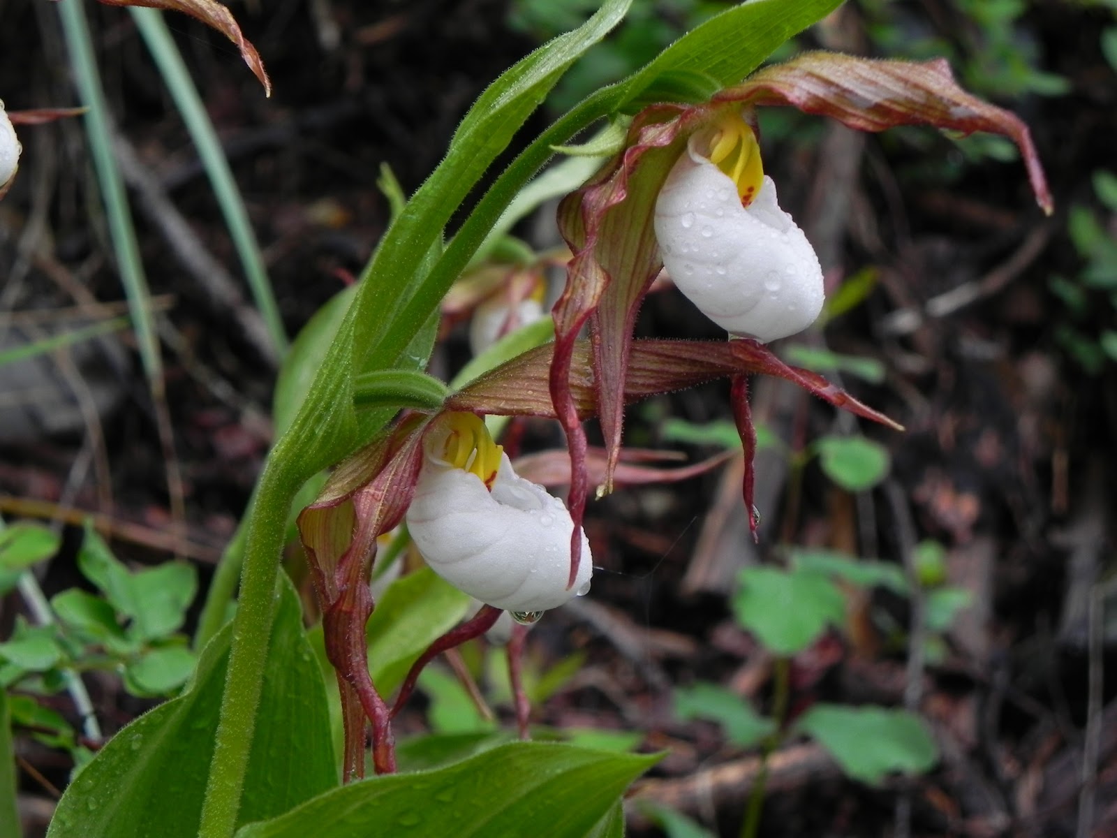 Wildflower Wanderings: Flower Ecstasy on June 1st; Installment 1