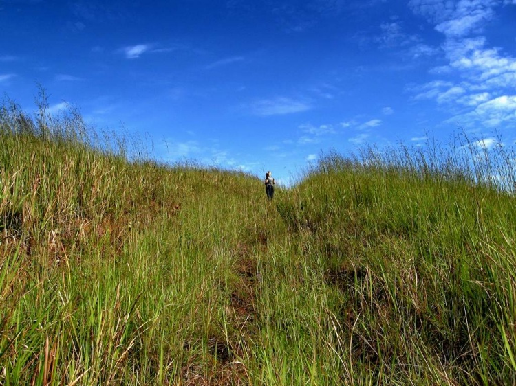 Plantas Medicinais Brasileiras: O Sapé. Imperata brasiliensis, Trinius