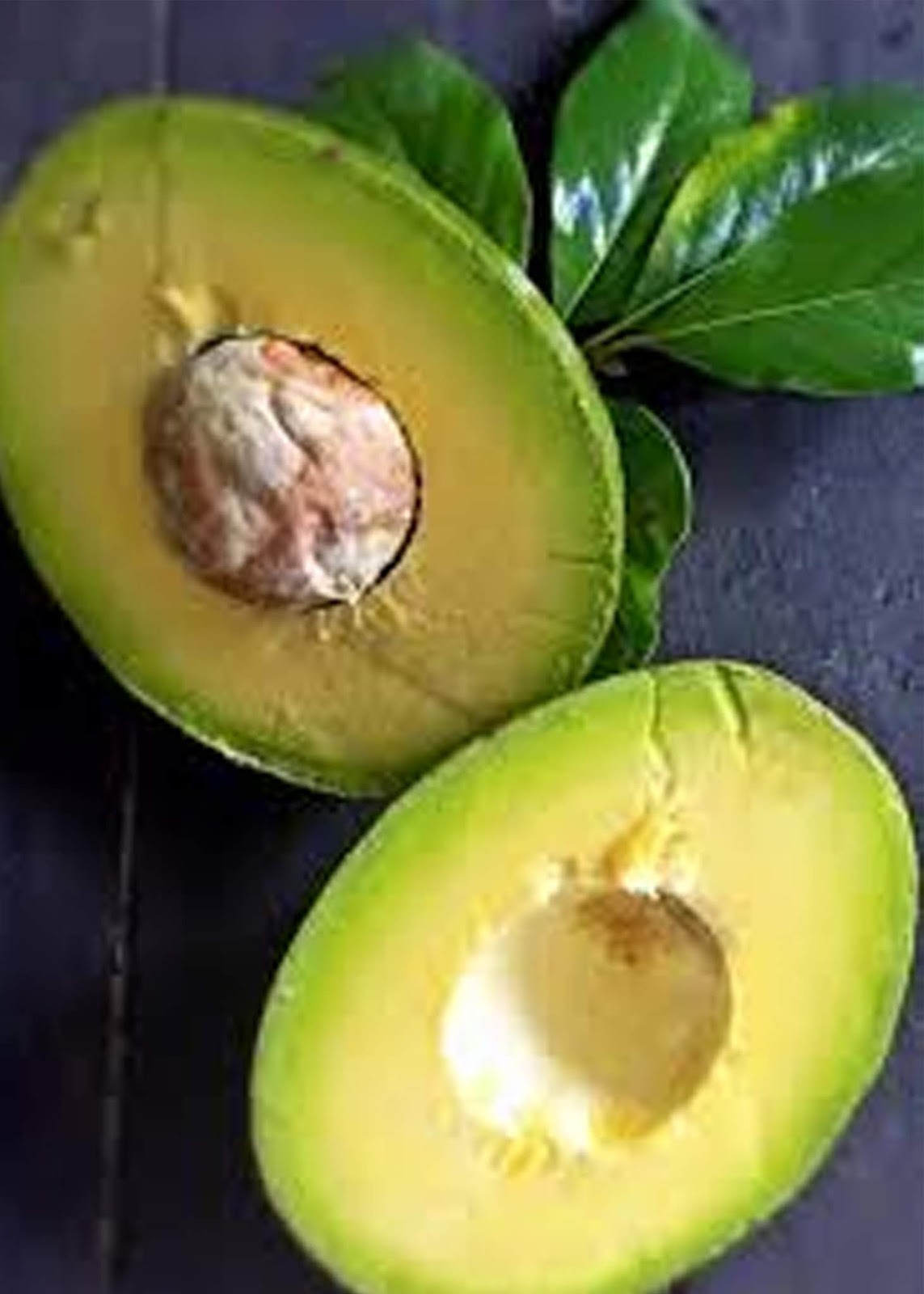 INFORMASI RIMBAWAN '91: 10 JENIS ALPOKAT UNGGUL INDONESIA