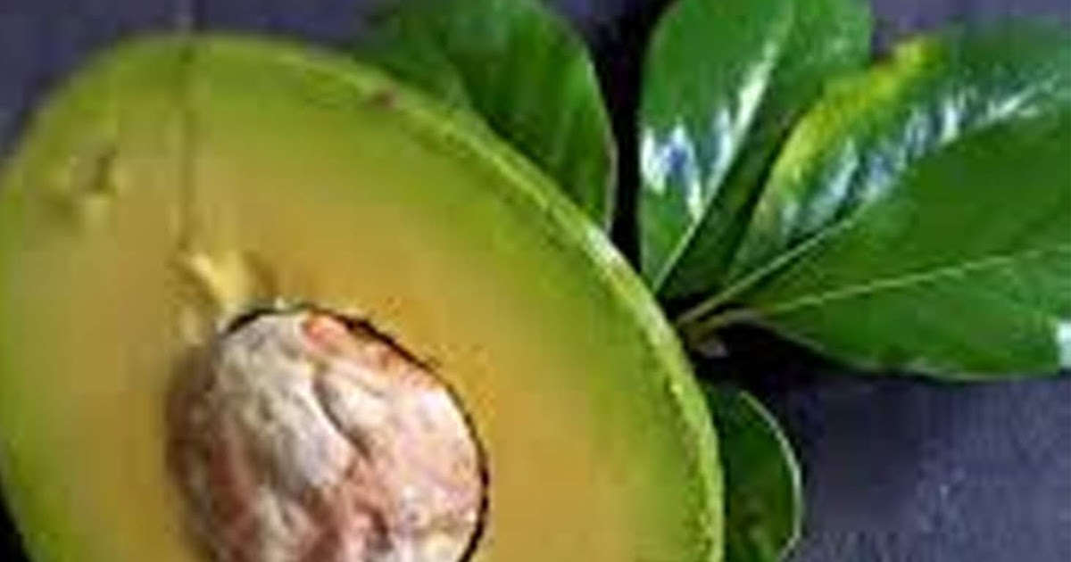 INFORMASI RIMBAWAN '91: 10 JENIS ALPOKAT UNGGUL INDONESIA