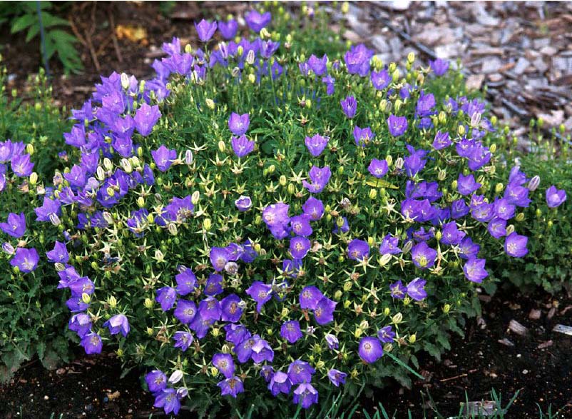 Beechwood Landscape Architecture and Construction: Tussock Bellfower ...