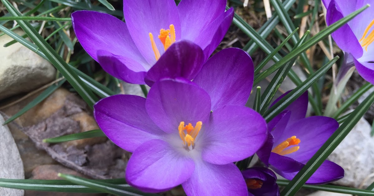 Crocus Blooms Ahead of Last Year! [Backyard Neophyte Landscaping Blog]