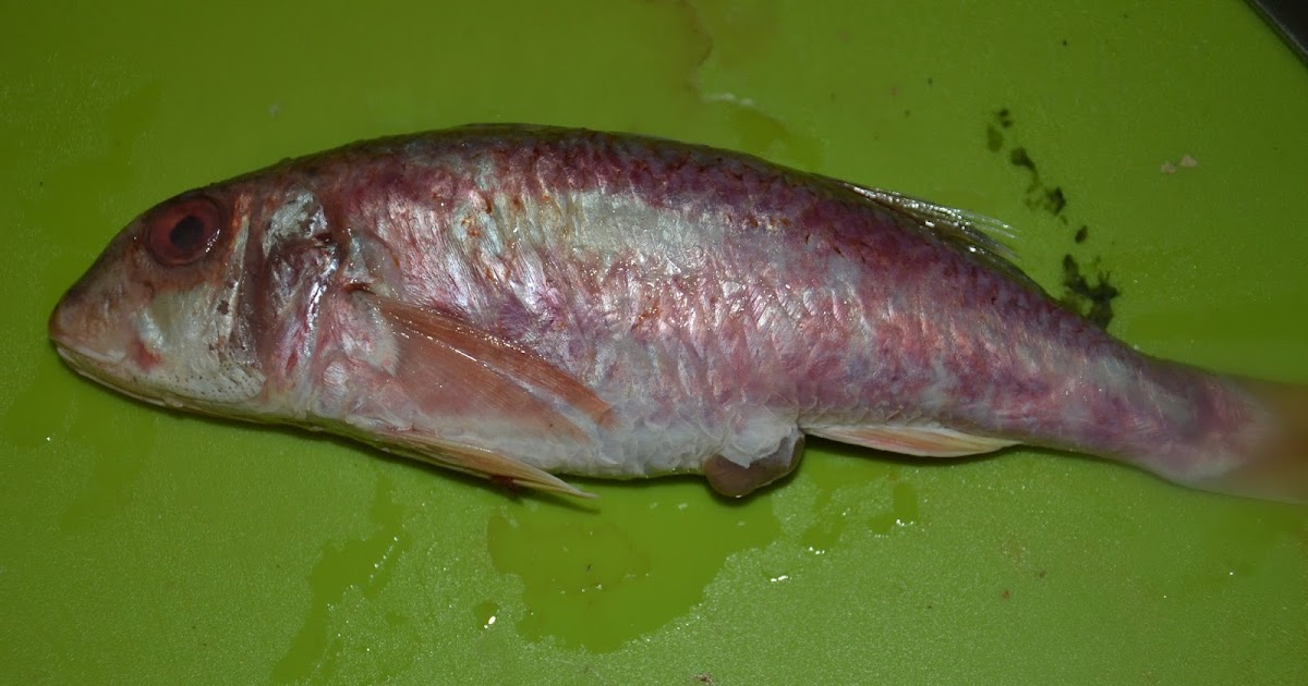 Oppdag Fisk!: Mulle/Striped Red Mullet/Mullus Surmuletus