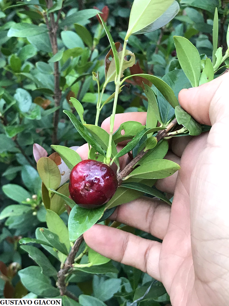 Viveiro Ciprest - Plantas Nativas e Exóticas: Cereja da Mata ou ...