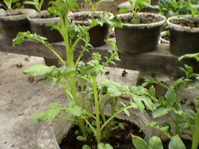 Terpopuler 39+ Pokok Kentang