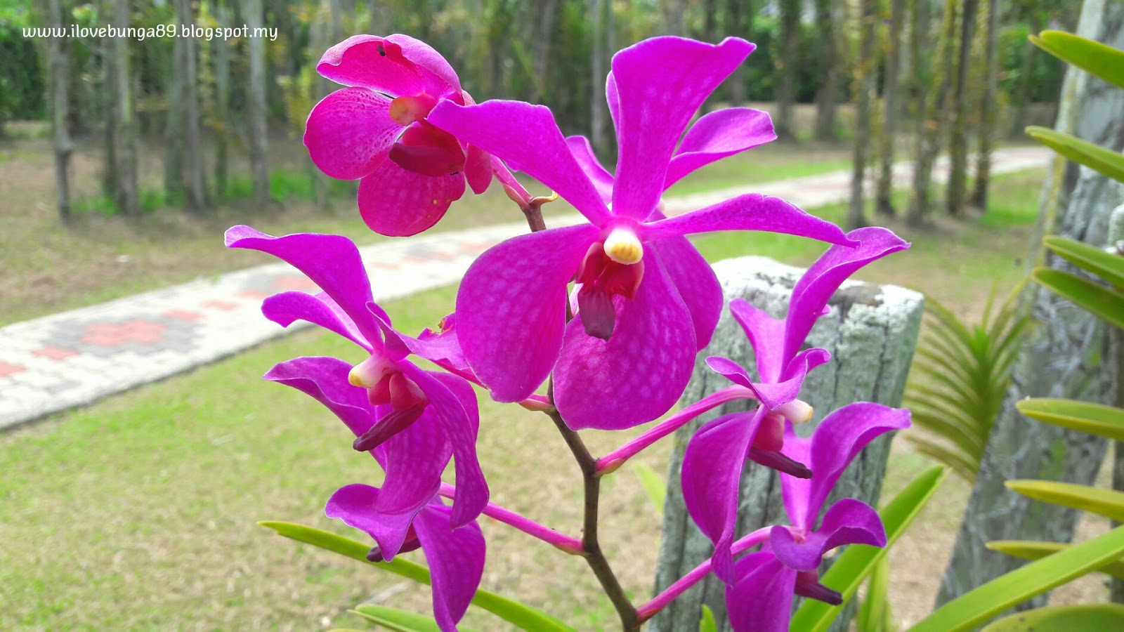 Bunga Orkid di Taman Pertanian, Tenom Sabah - yana ssurianah blog