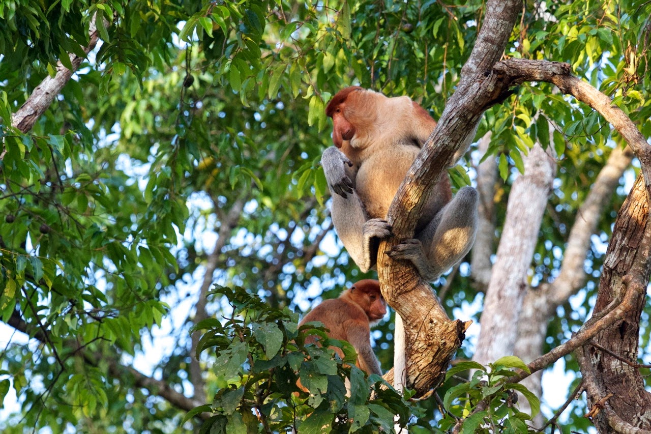 Ficus Wildlife and Natural History Tours: Borneo, The land of ...