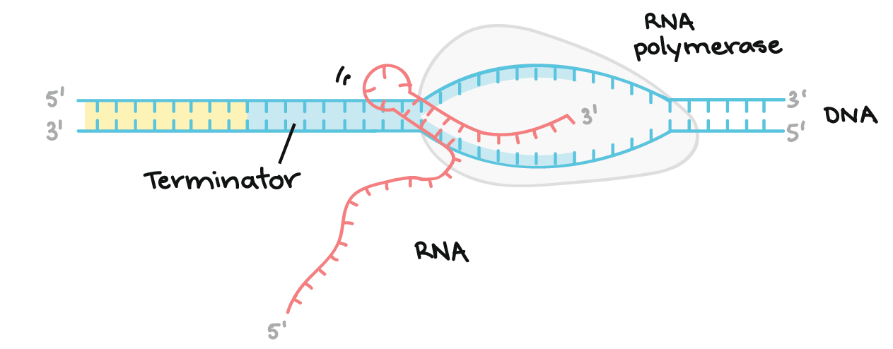Sintesis Protein, Transkripsi, dan Translasi - EDUBIO