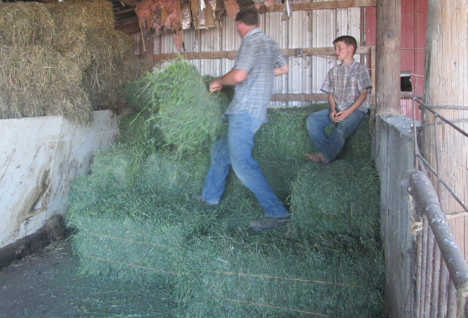 Growing N Grace Natural Farm: Hay Making