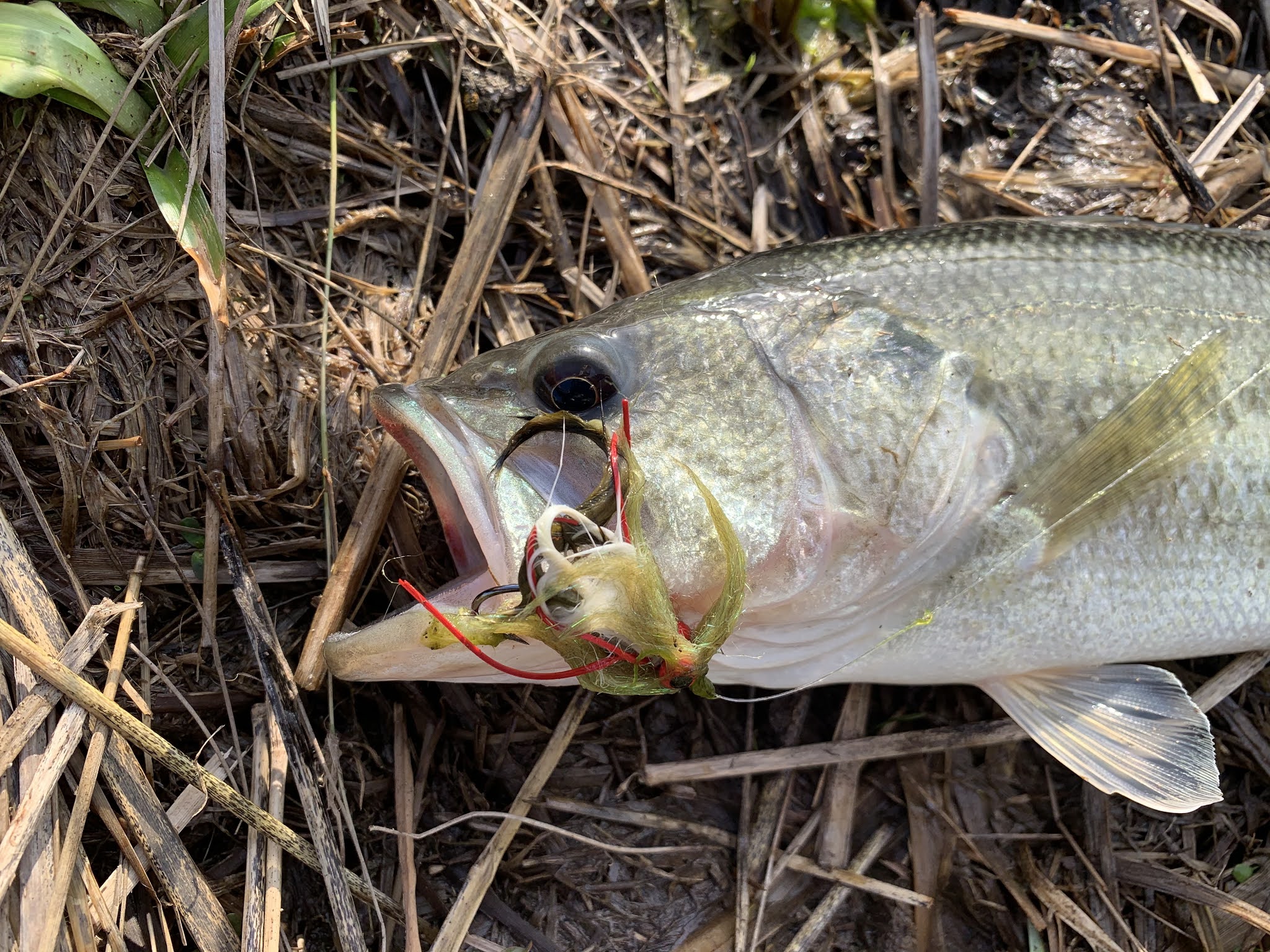 The Show Me Fly Guy: Trying Out Bennett's Lunch Money Fly