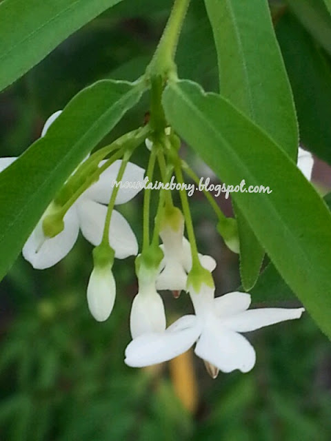 "SUKA SUKA ": Santalia