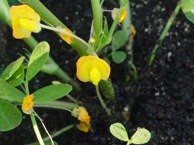 HOW TO GROW PEANUTS |The Garden of Eaden