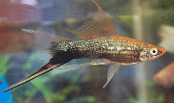 Ikan Pedang - 14 Jenis Ikan Pedang dan Harganya Beserta Cara ...