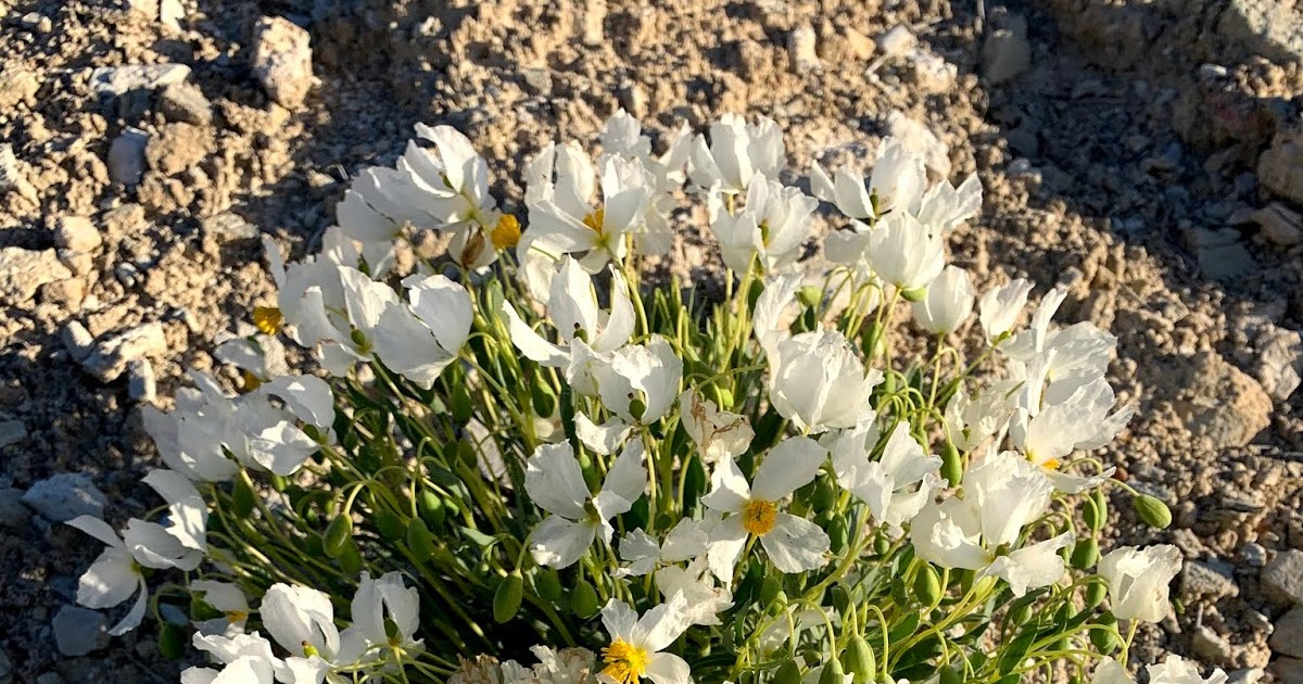 Hinton Happenings: Dwarf Bear Poppy