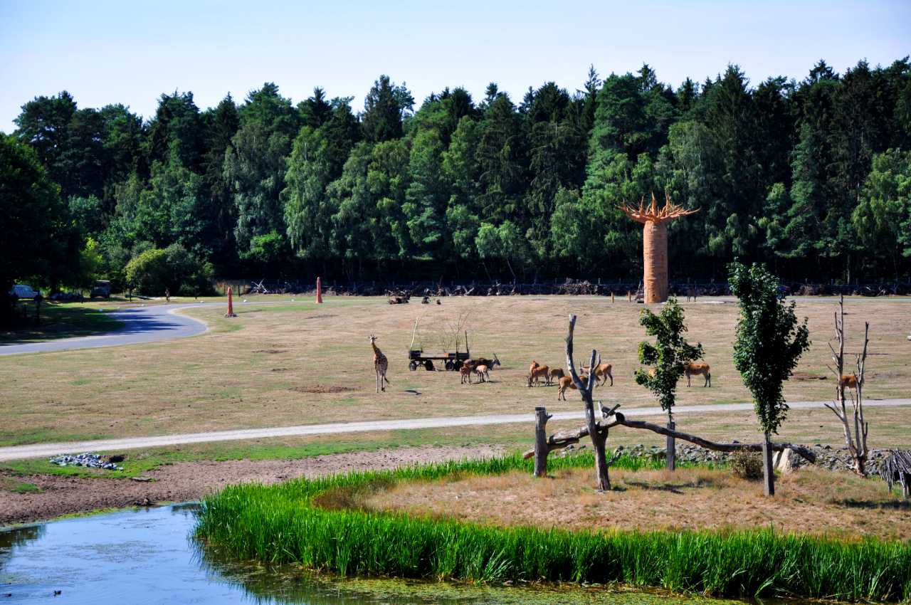 Serengeti Park Hodenhagen - największy safari park w Europie