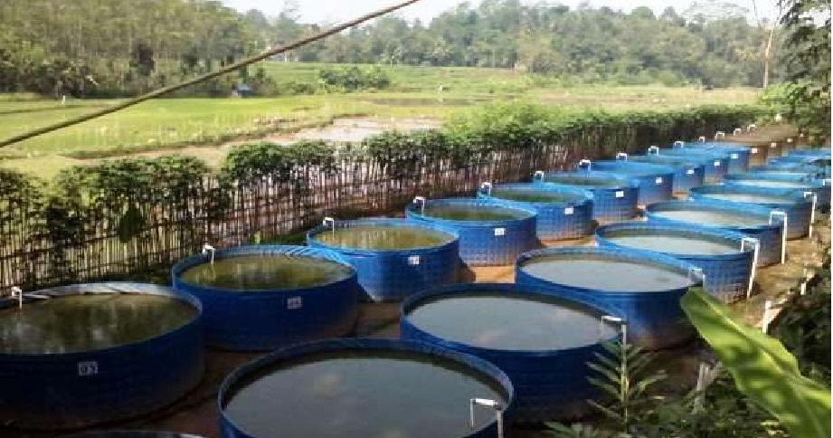 Sukses Bangun Bisnis dengan Usaha Usaha Lele Sawah