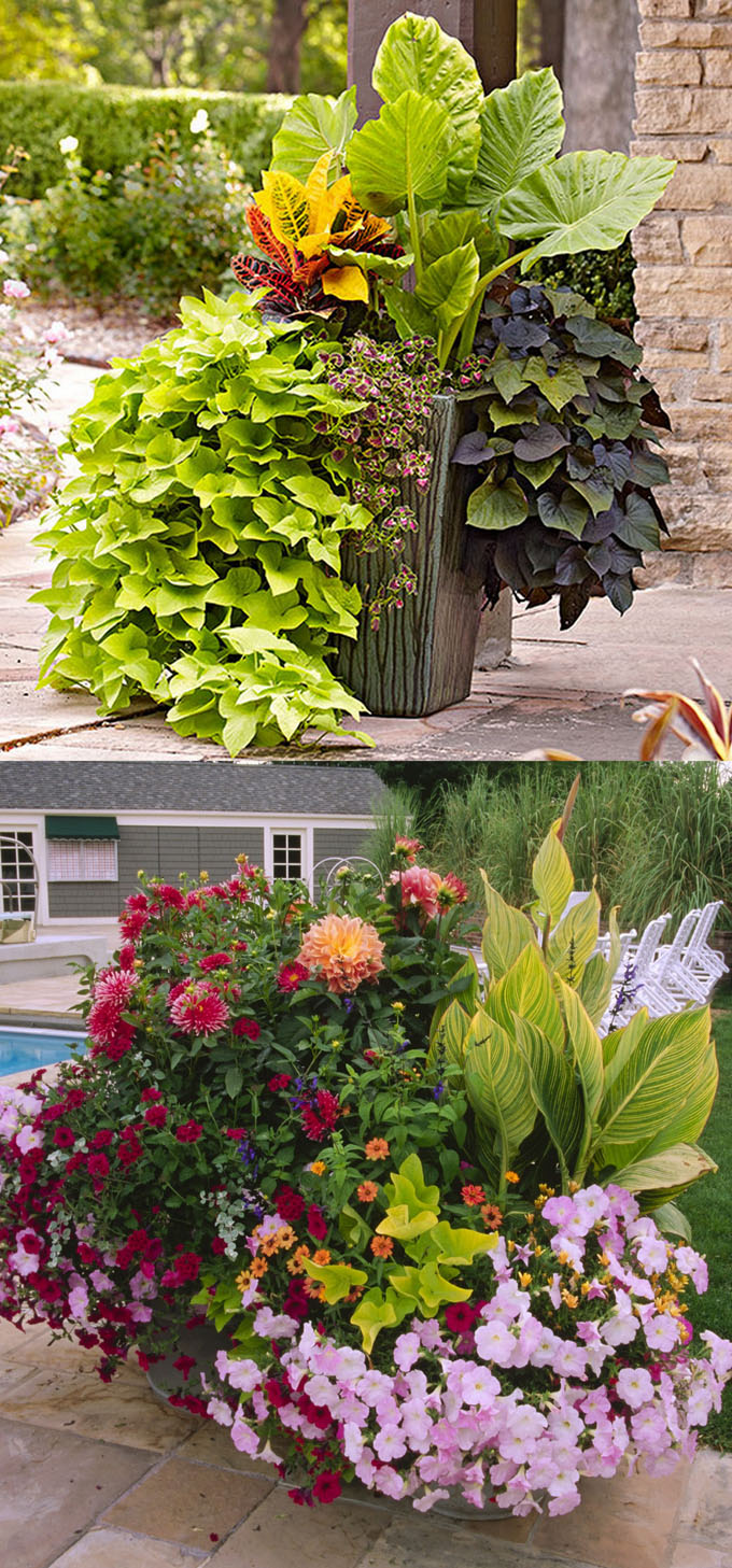 Container Gardening Ideas | Boo Gardening