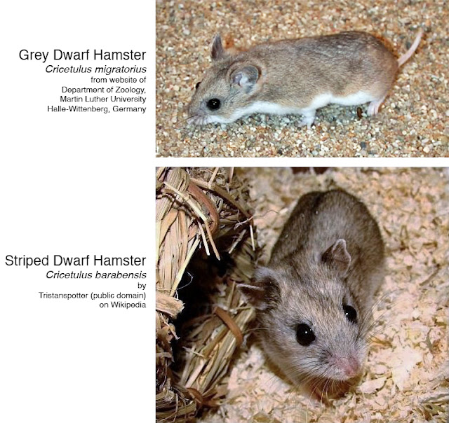 Zoology Jottings: History of the Golden Hamster: 5. The rejected hamster Zoology Jottings: History of the Golden Hamster: 5. The rejected hamster