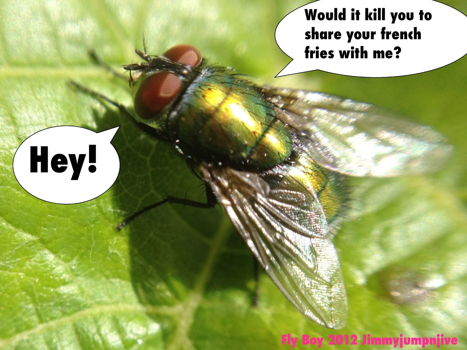 DOG PARTY!: Fly Boy is hungry too