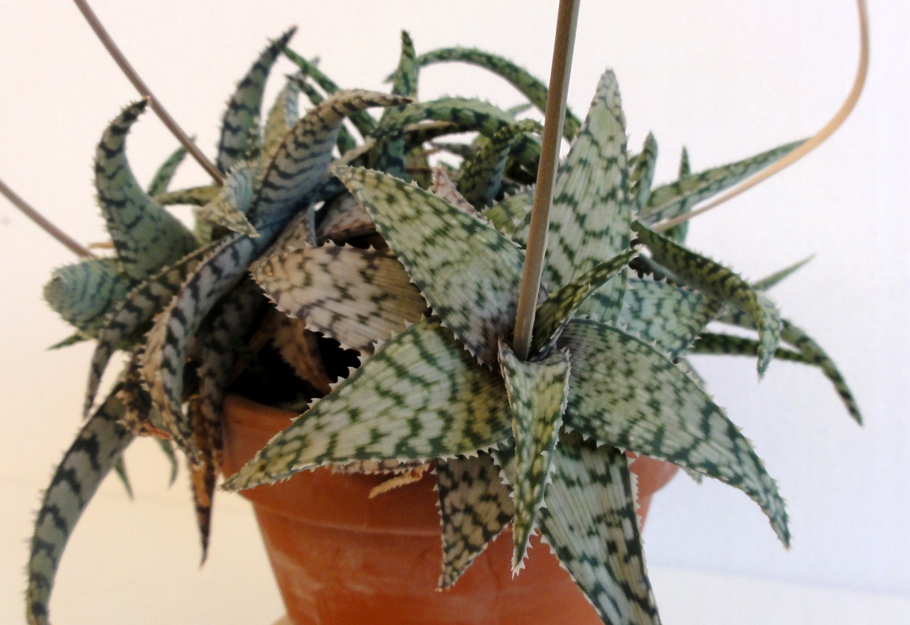 Tillandsia za okny: Aloe cv. Lizard Lips