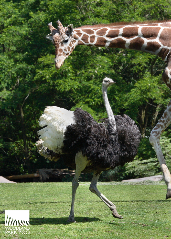 Tales from the savanna, part two: making harmony