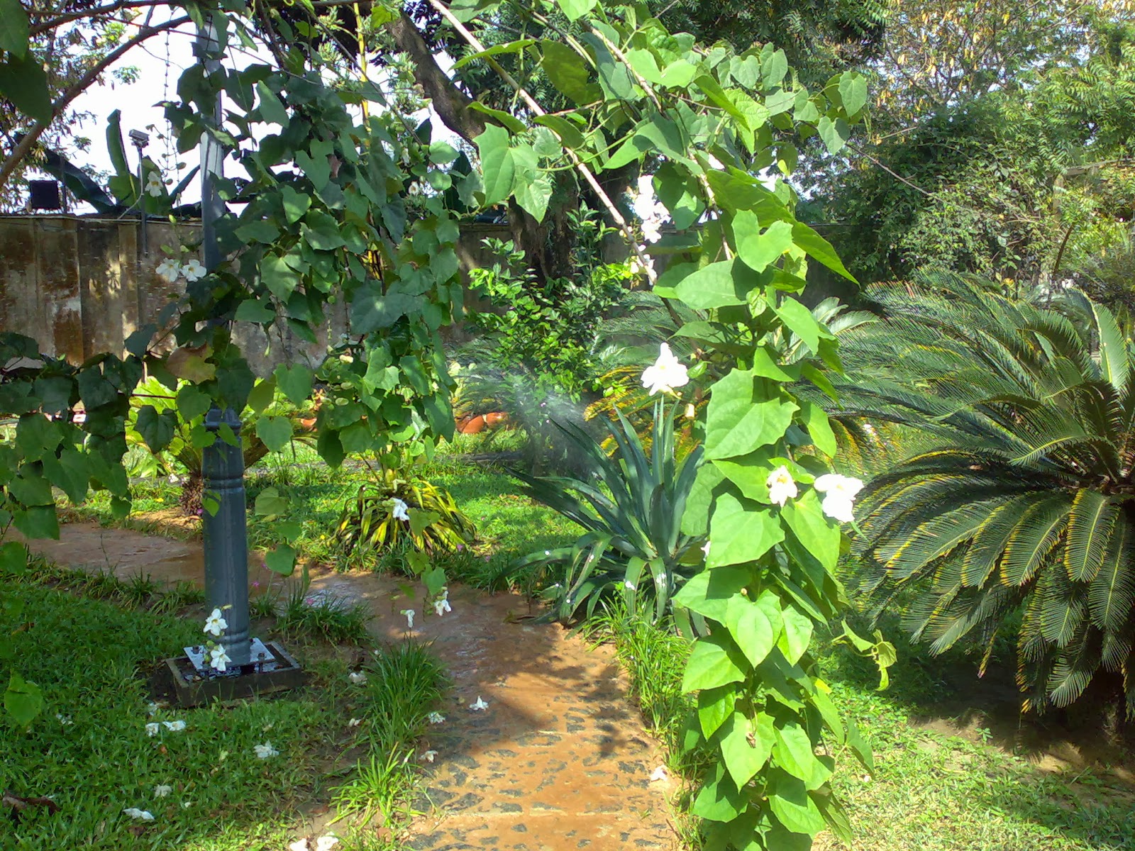 Heal Love Now: Miracle Tree