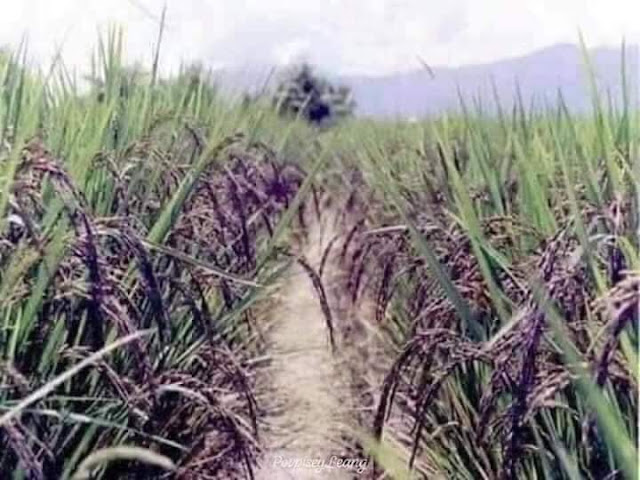 Ini rupanya pokok padi pulut hitam