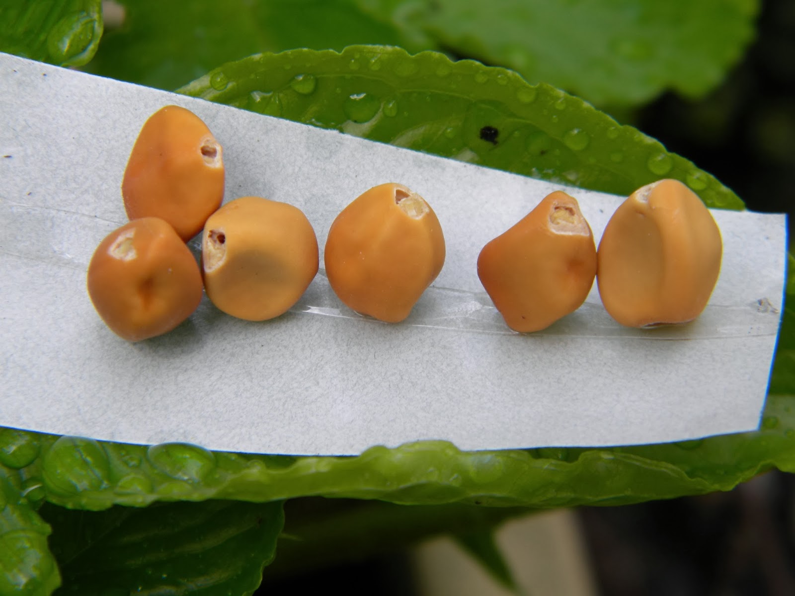 Moonrises and Morning Tea: Intertwine with a Moonflower Vine