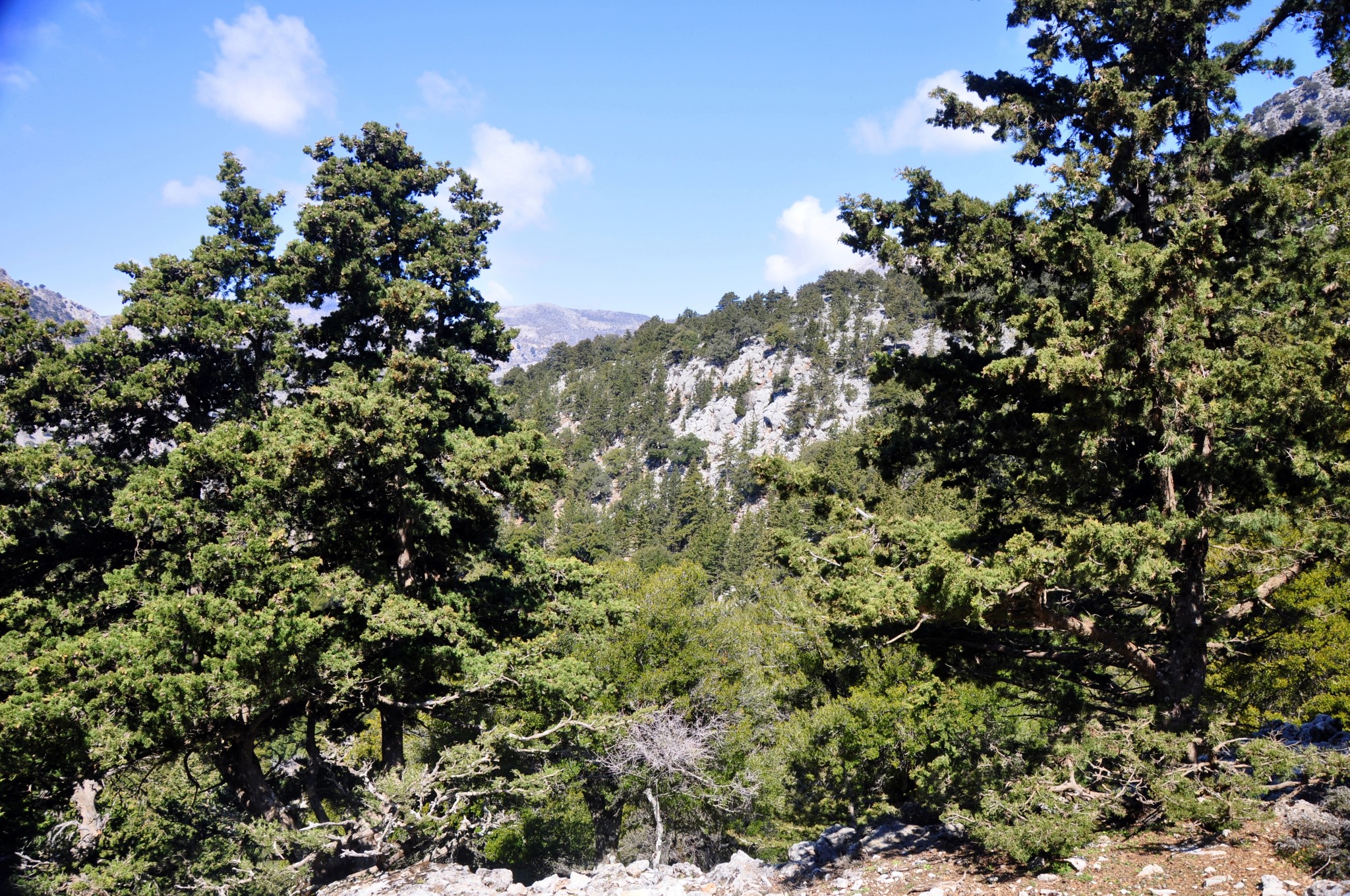 Rouva Forest and Gorge- Crete