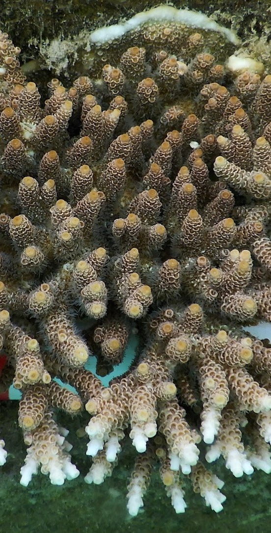 POTRET KONSERVASI: Coral Acropora millepora (brown light colour ...