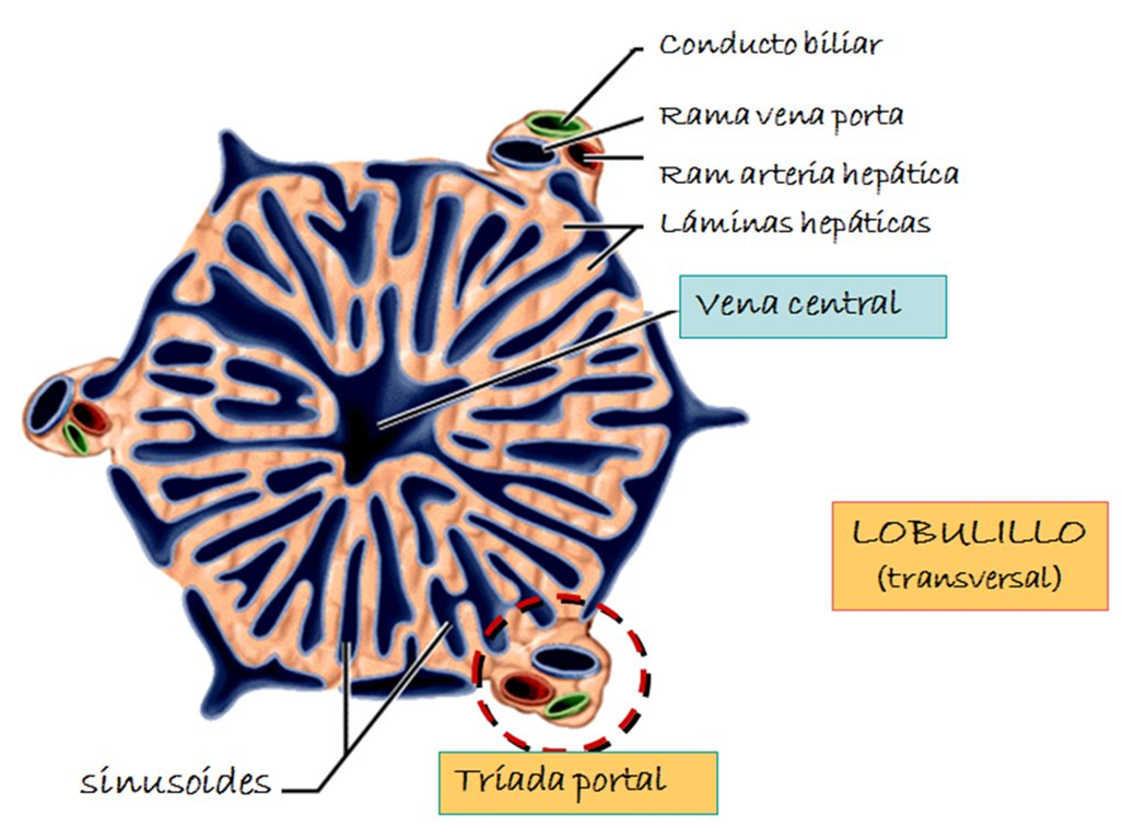 Fisiología Medica : FUNCIONES DEL HÍGADO Y ESTRUCTURA LOBULILLO HEPATICO