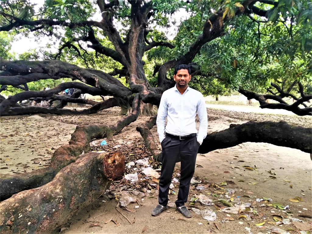 World's largest mango tree - History and Travel-world heritage BD