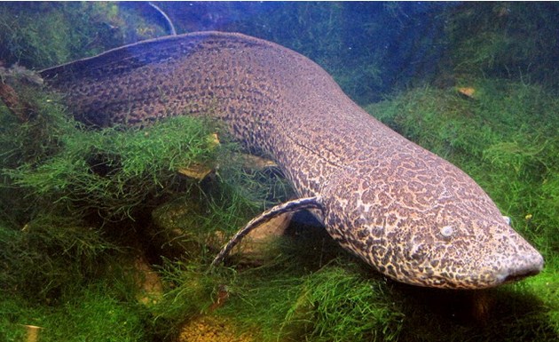 IKAN PARU-PARU (LUNG FISH)