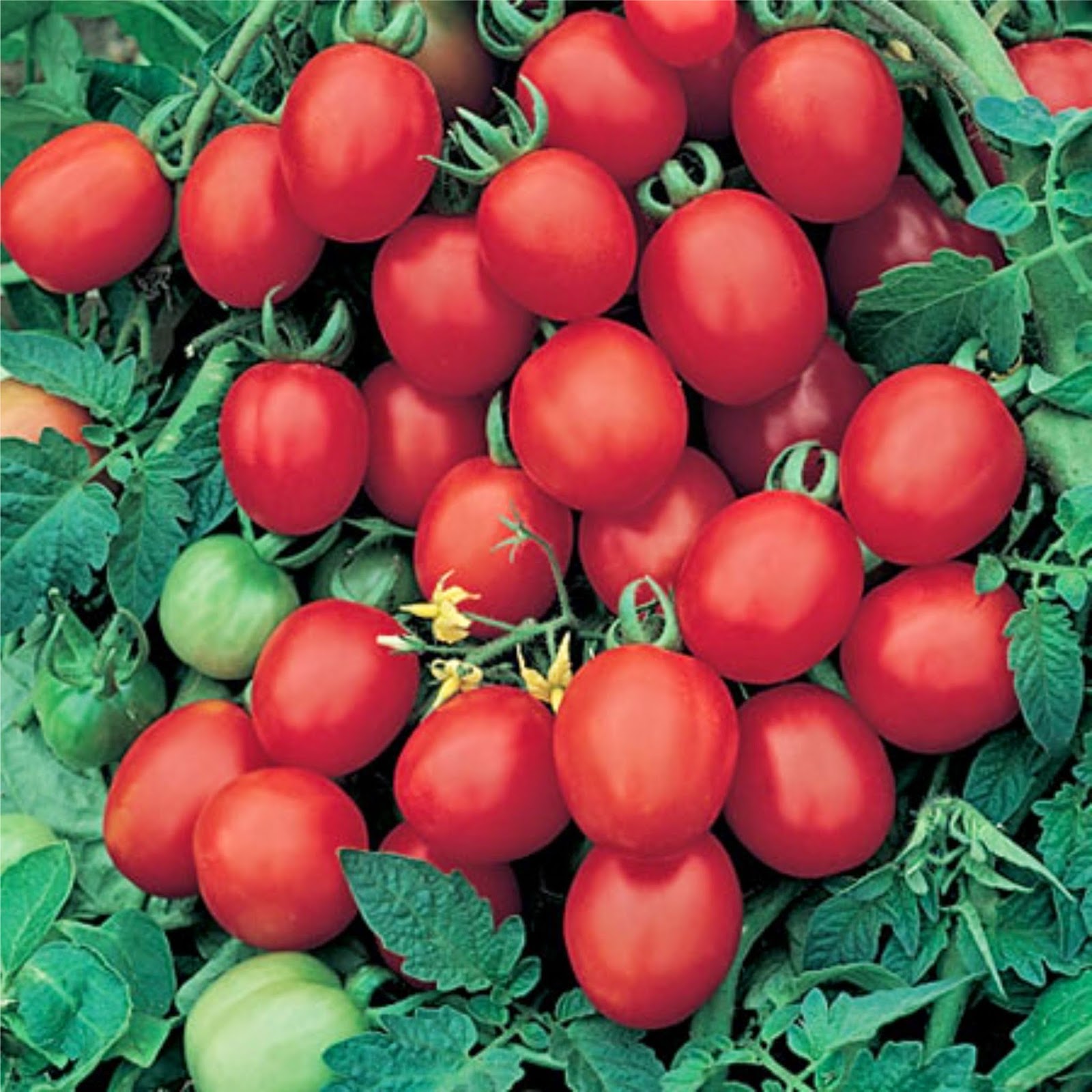 Tomato alias Tomat, Jenis dan Manfaatnya | Juragan Dodoll