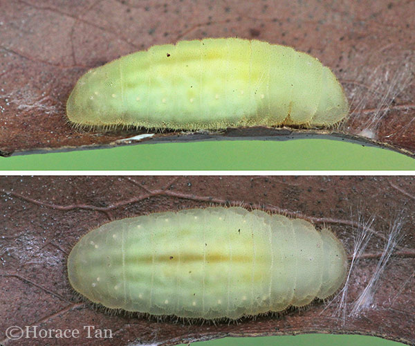 Life History of Arhopala major major | Butterfly Muse