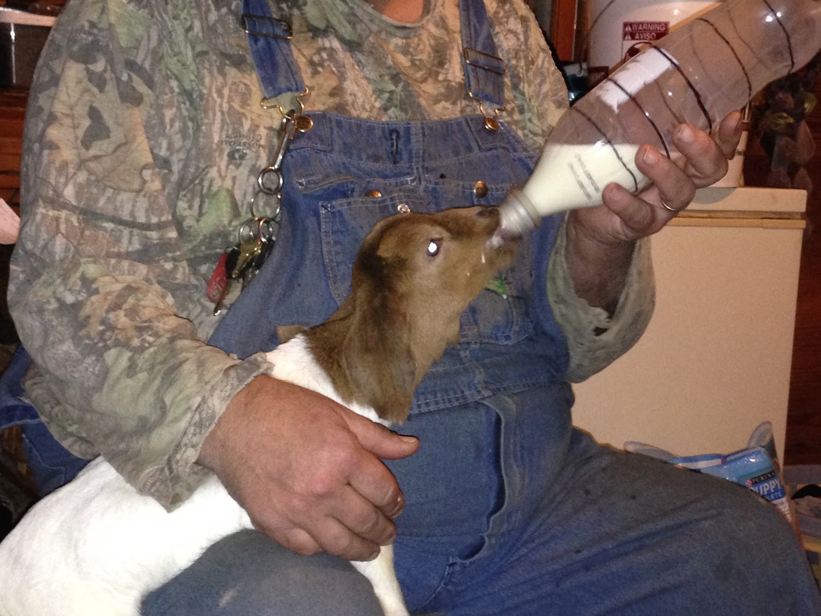 Modern Missouri Pioneers: Goats, Goats, Goats....Bob, David, and Daffodil