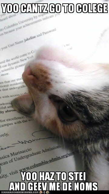 Random 18 Cat Memes That'll Throw Some Dumb Comedy Into Your Life