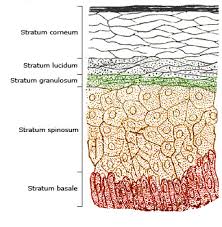 Hidup Sehat dan Cantik: Hal Dasar yang Perlu Dipahami Sebelum Melakukan ...