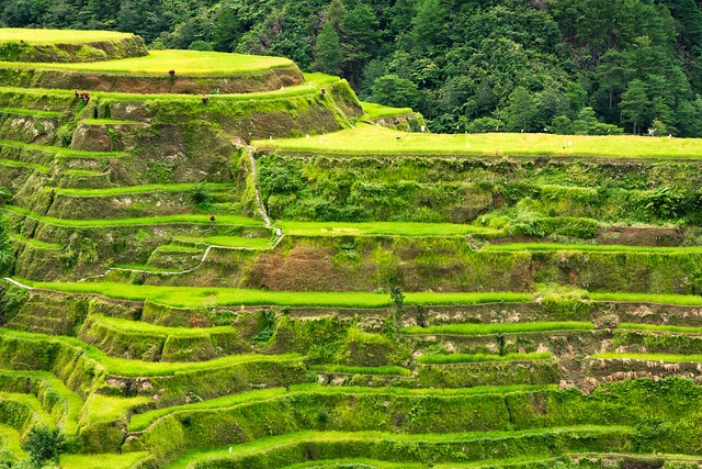 Video: What The Banaue Rice Terraces Look Like In The Eyes Of A Drone